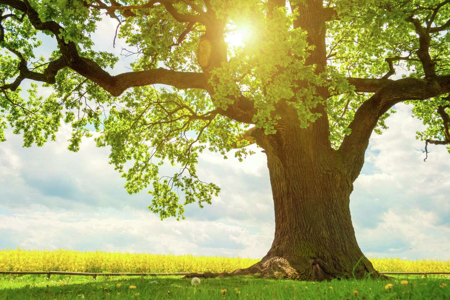 What Is the Stringy Stuff Falling From My Oak Tree?