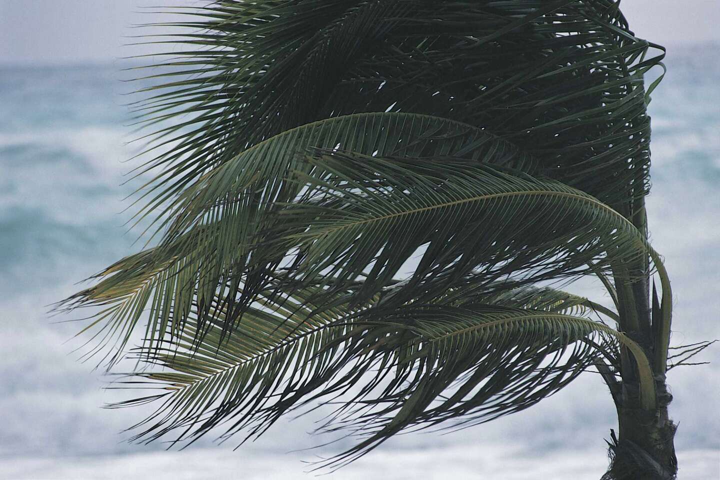 How Strong a Wind Will Uproot a Large Tree?