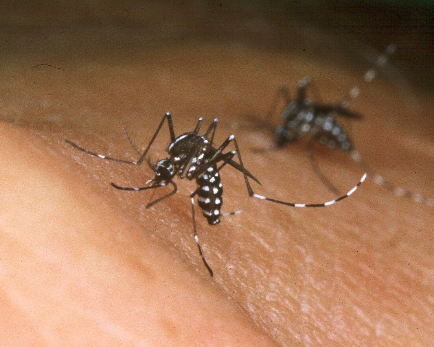Mosquito Repellent Machines