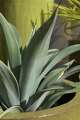 Types of Agave Plants Without Thorns
