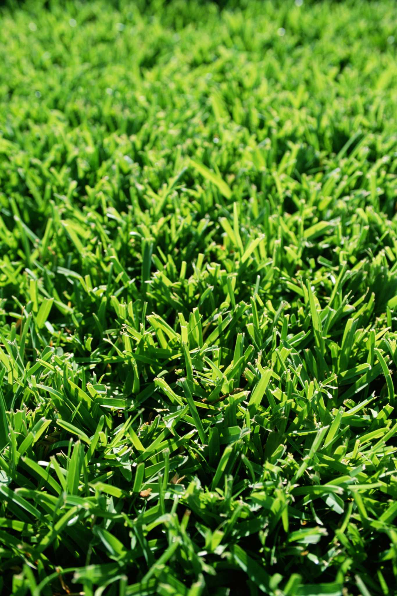 Sunbeam Electric Lawn Mower Information