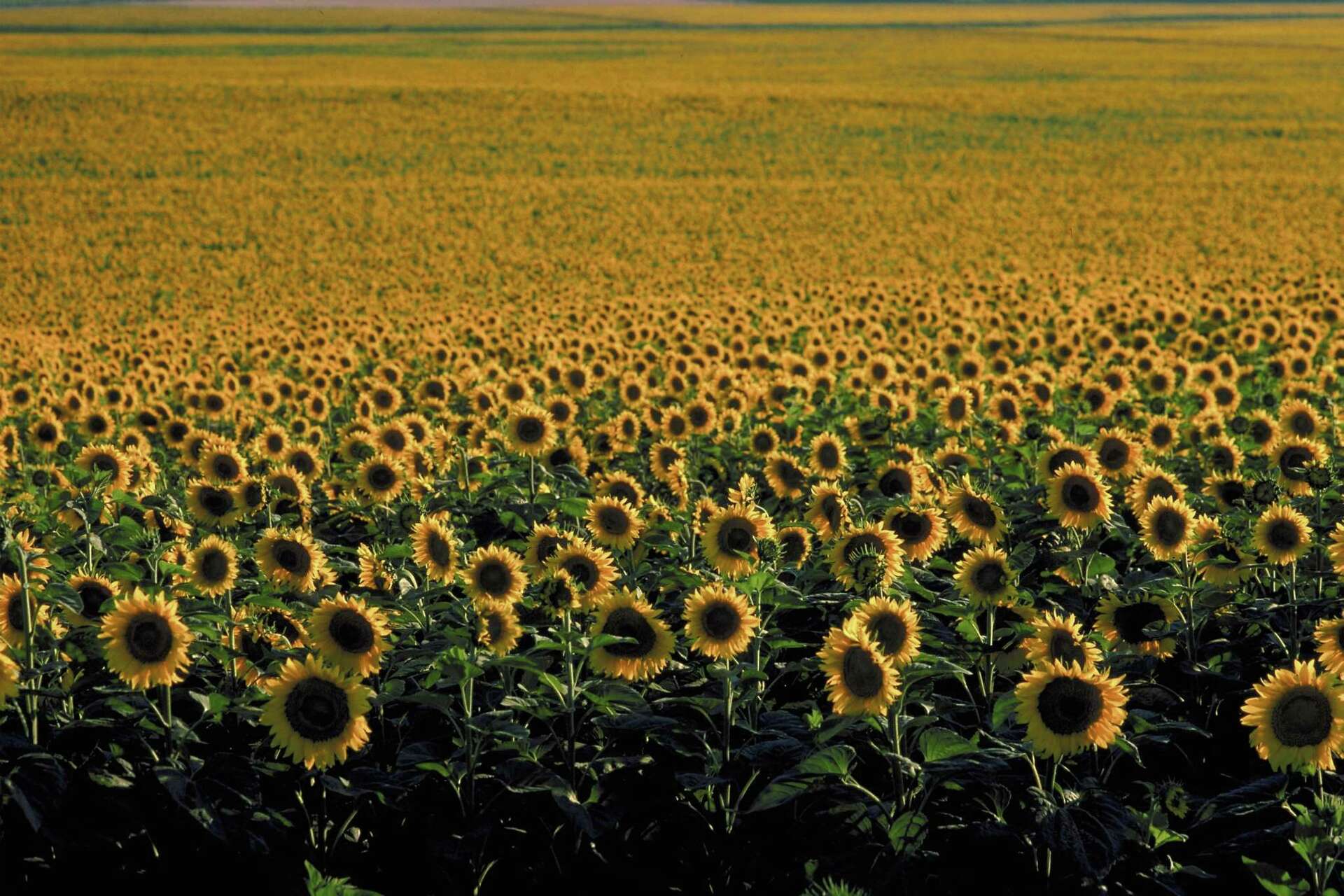 How Does a Sunflower Move?