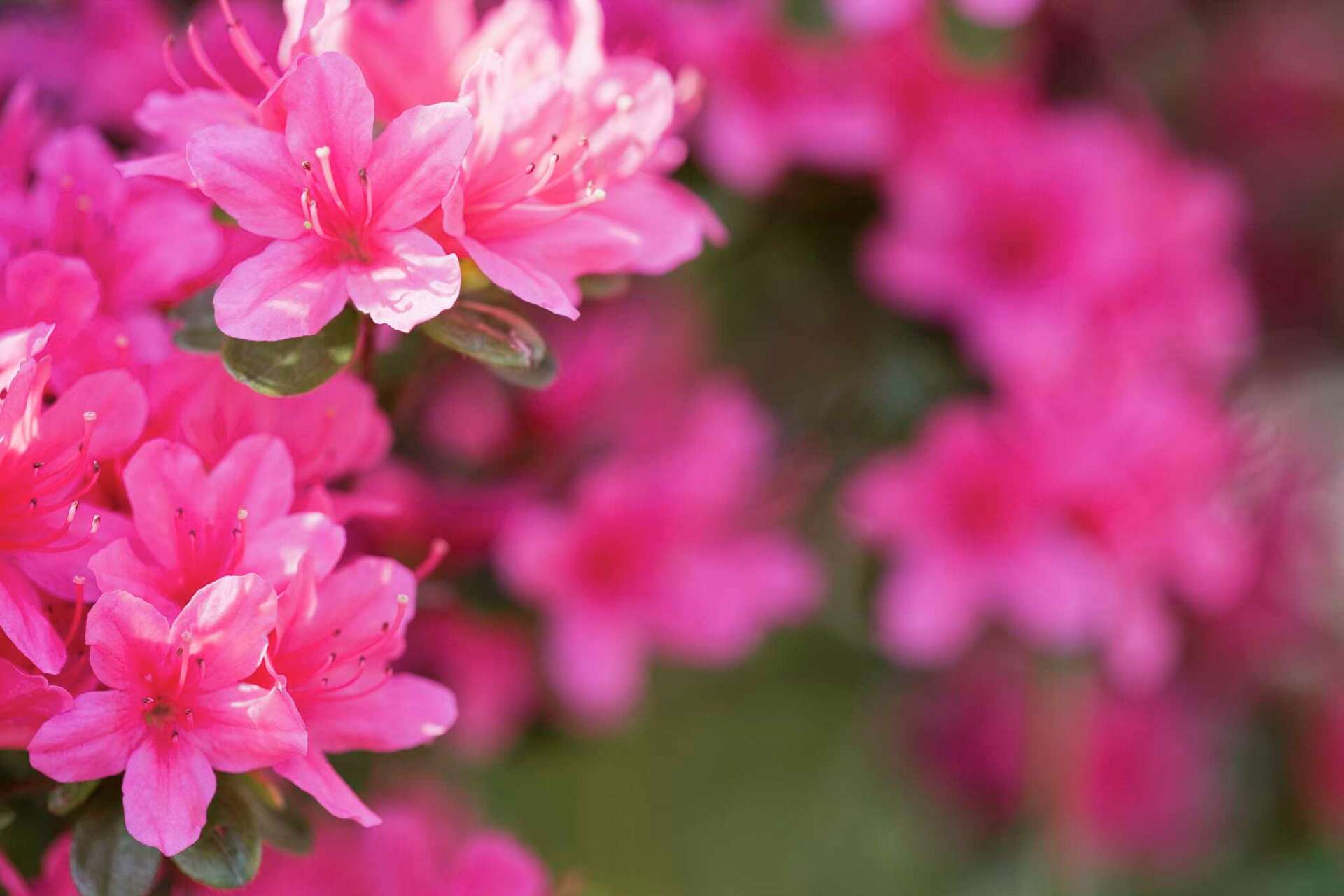 How to Move Mature Azaleas