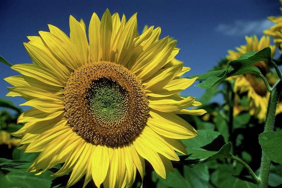 What Is a Sunflower's Classification?