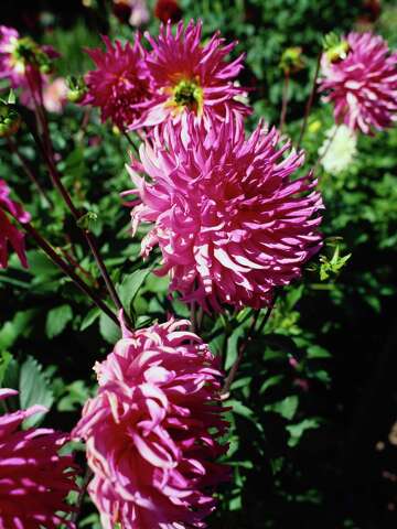 How to Move Mums in the Spring