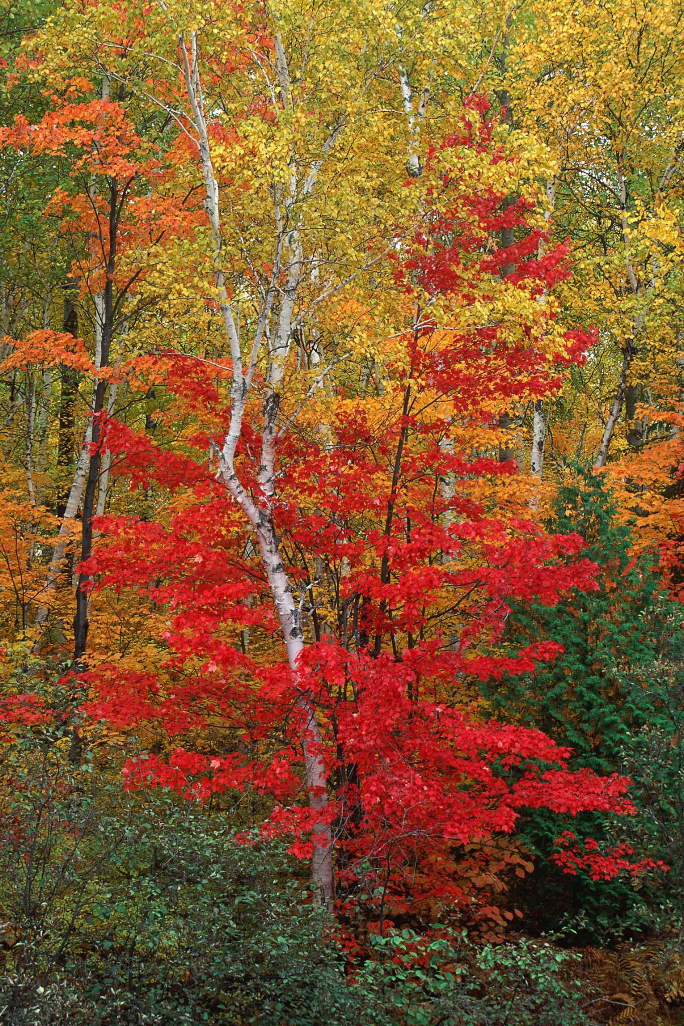 How Tall Does a Japanese Dwarf Red Maple Grow?