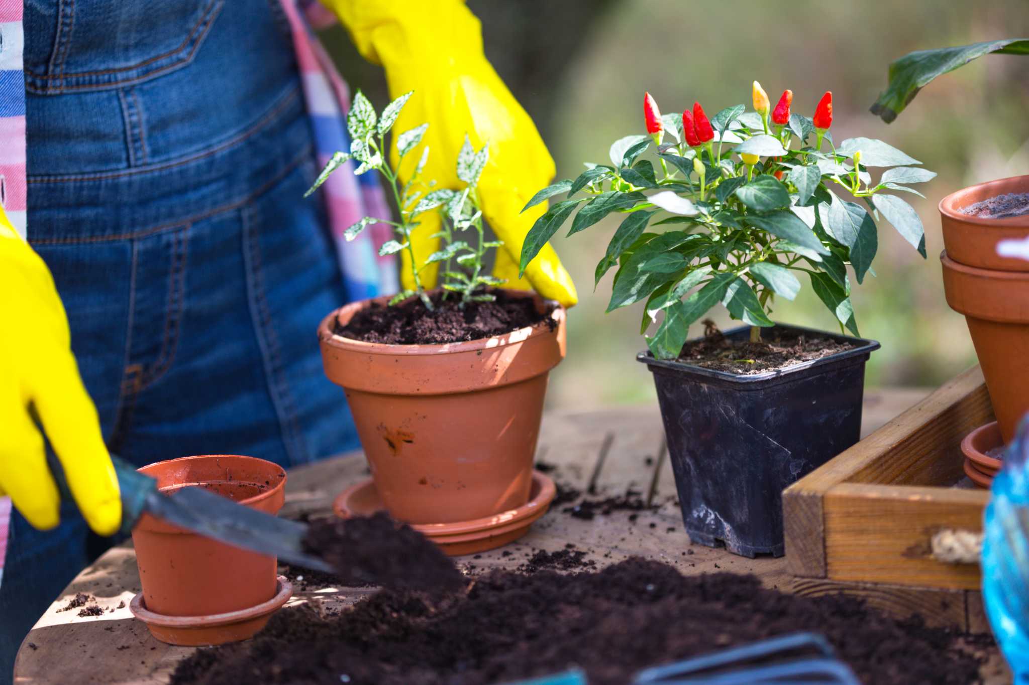 How to Move a Plant From a Small Container to a Large One