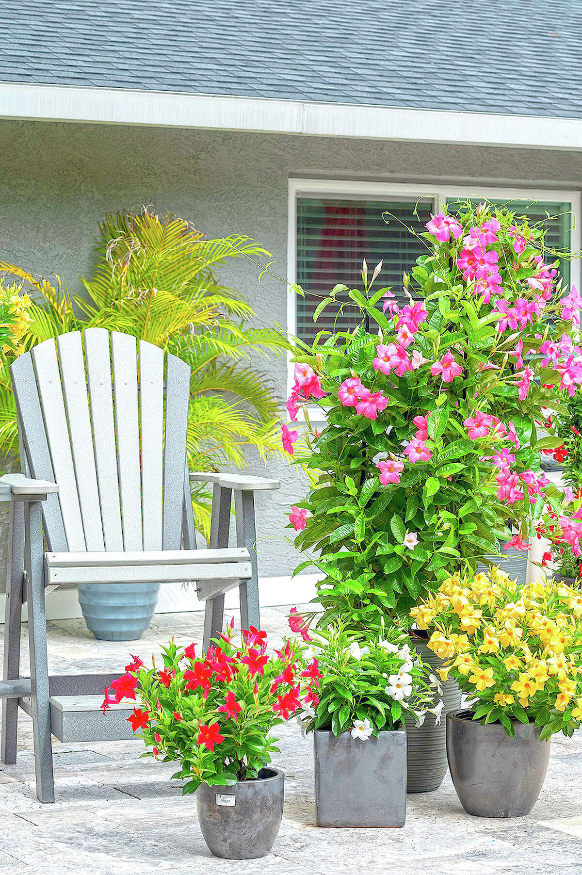 Easy-care mandevillas can give season-long color