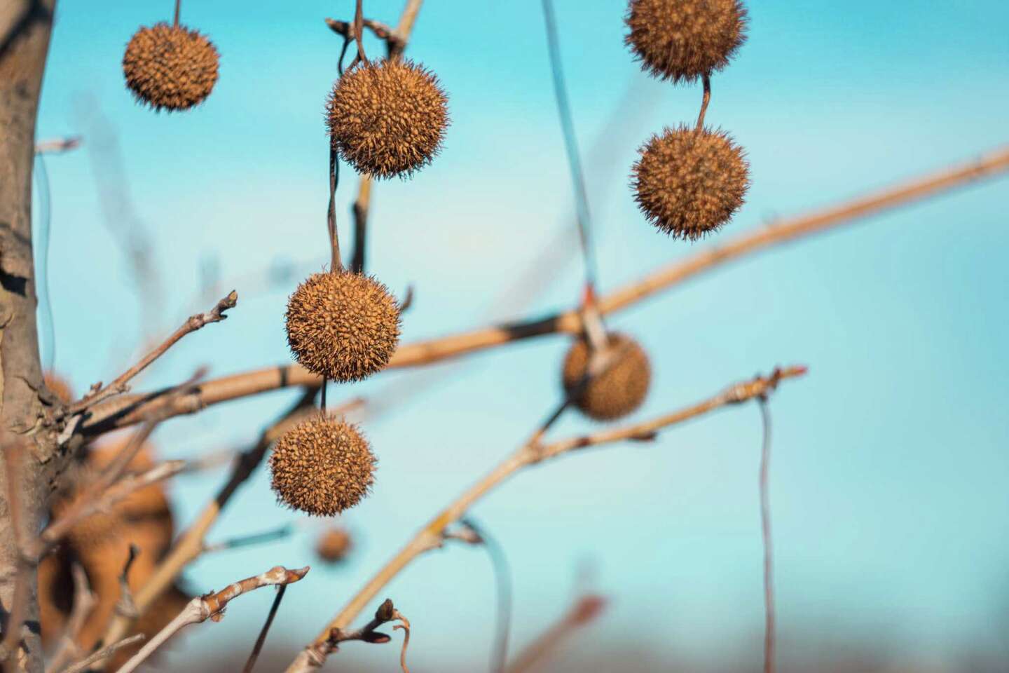 What to Do With Sycamore Balls?