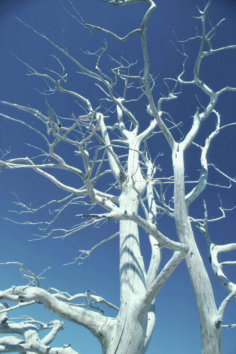 The Varieties of Sycamore