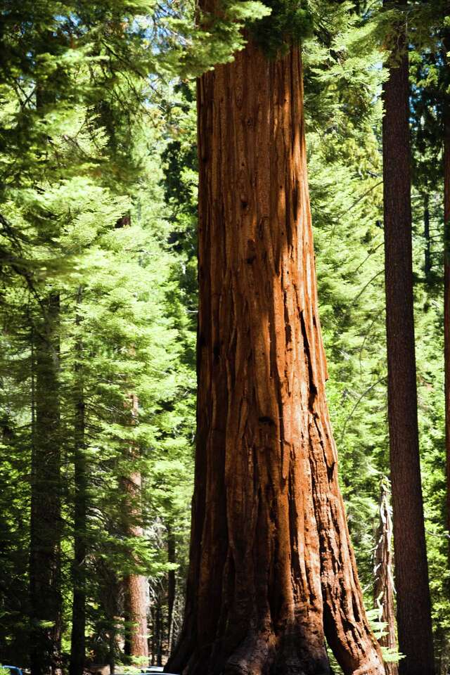 Symptom of Brown Tips on the Lower Branches of a Young Sequoia Tree