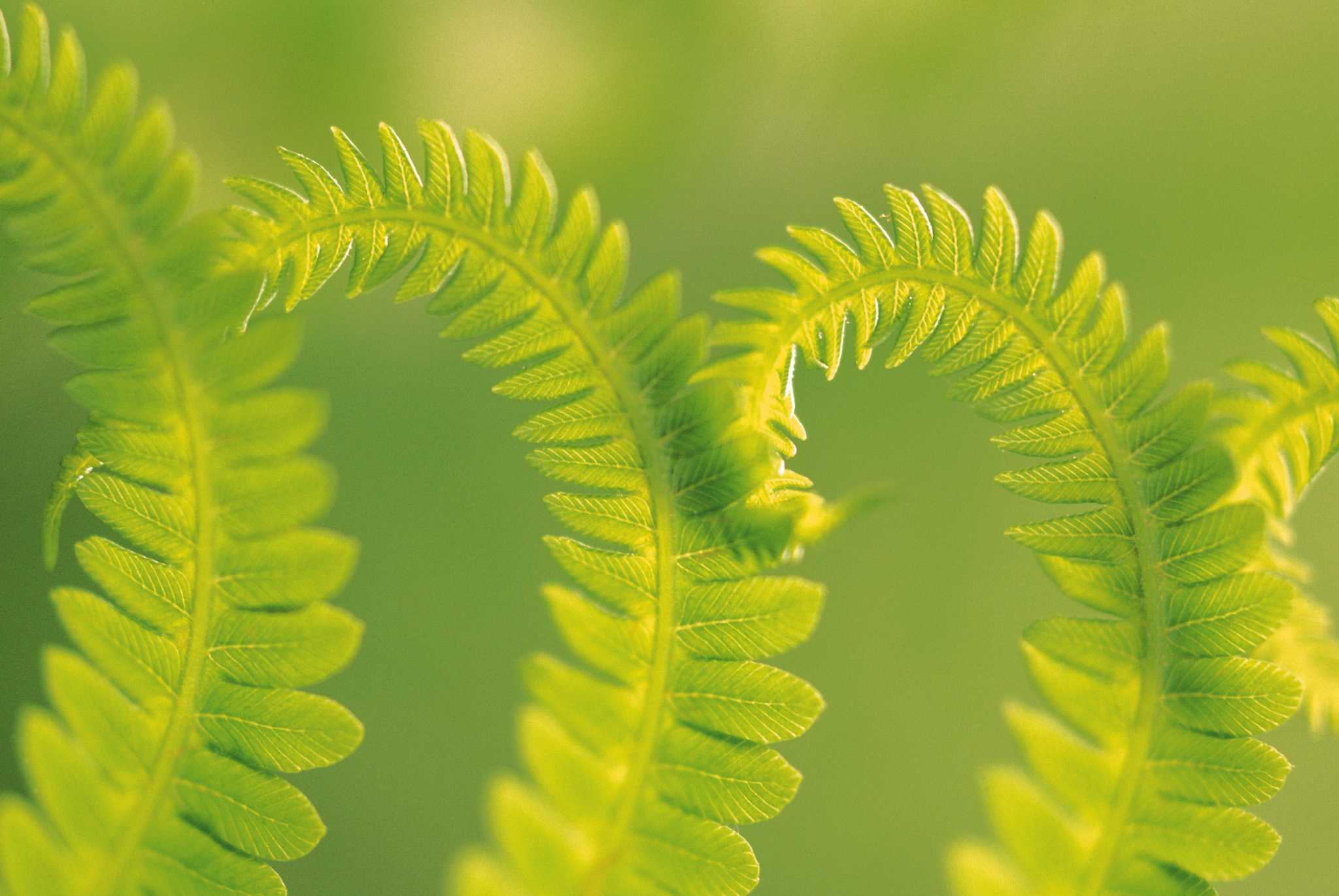 Symptoms of Boston Fern Pests