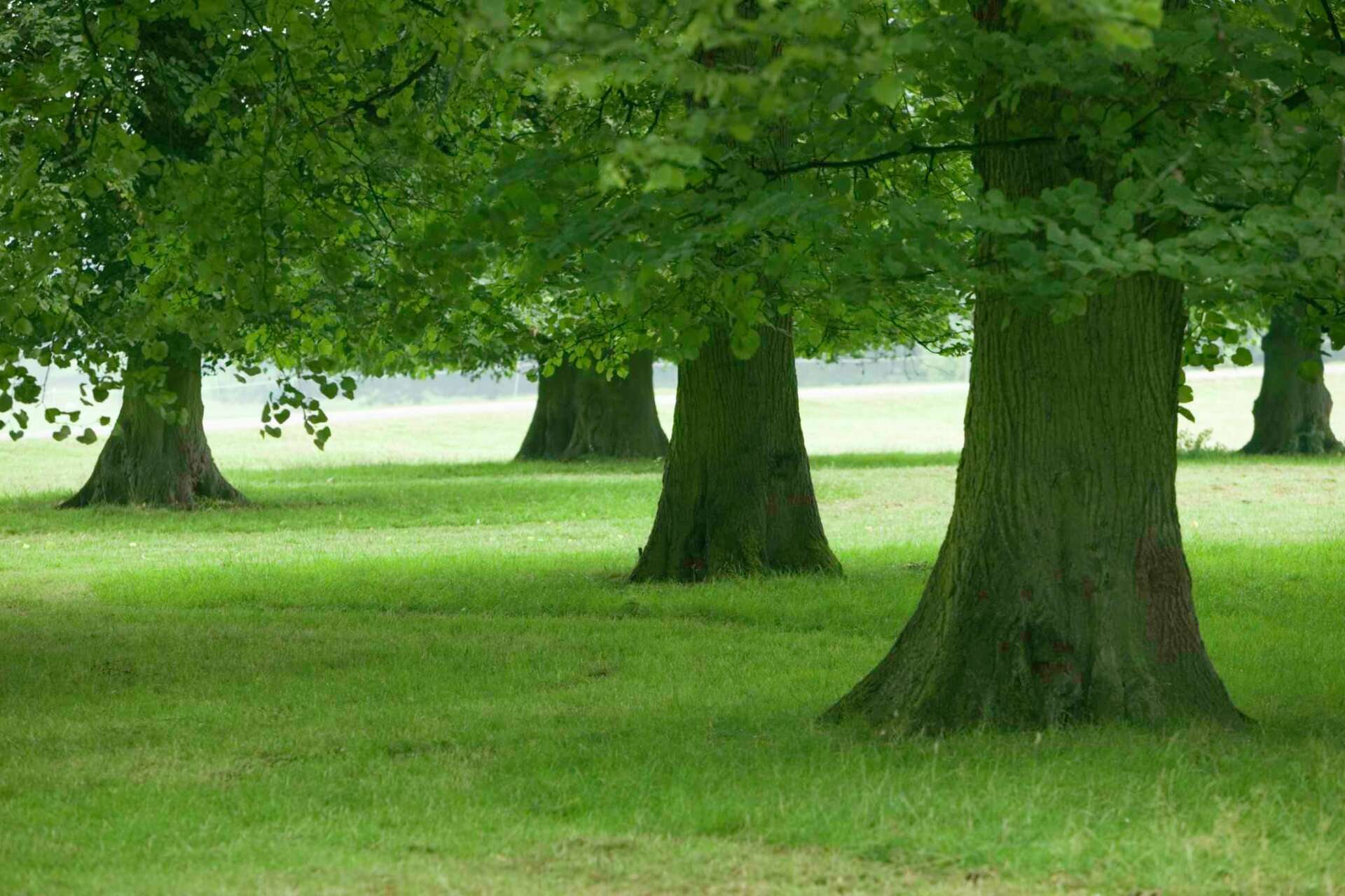 What Types of Trees Have Bumpy Leaves?