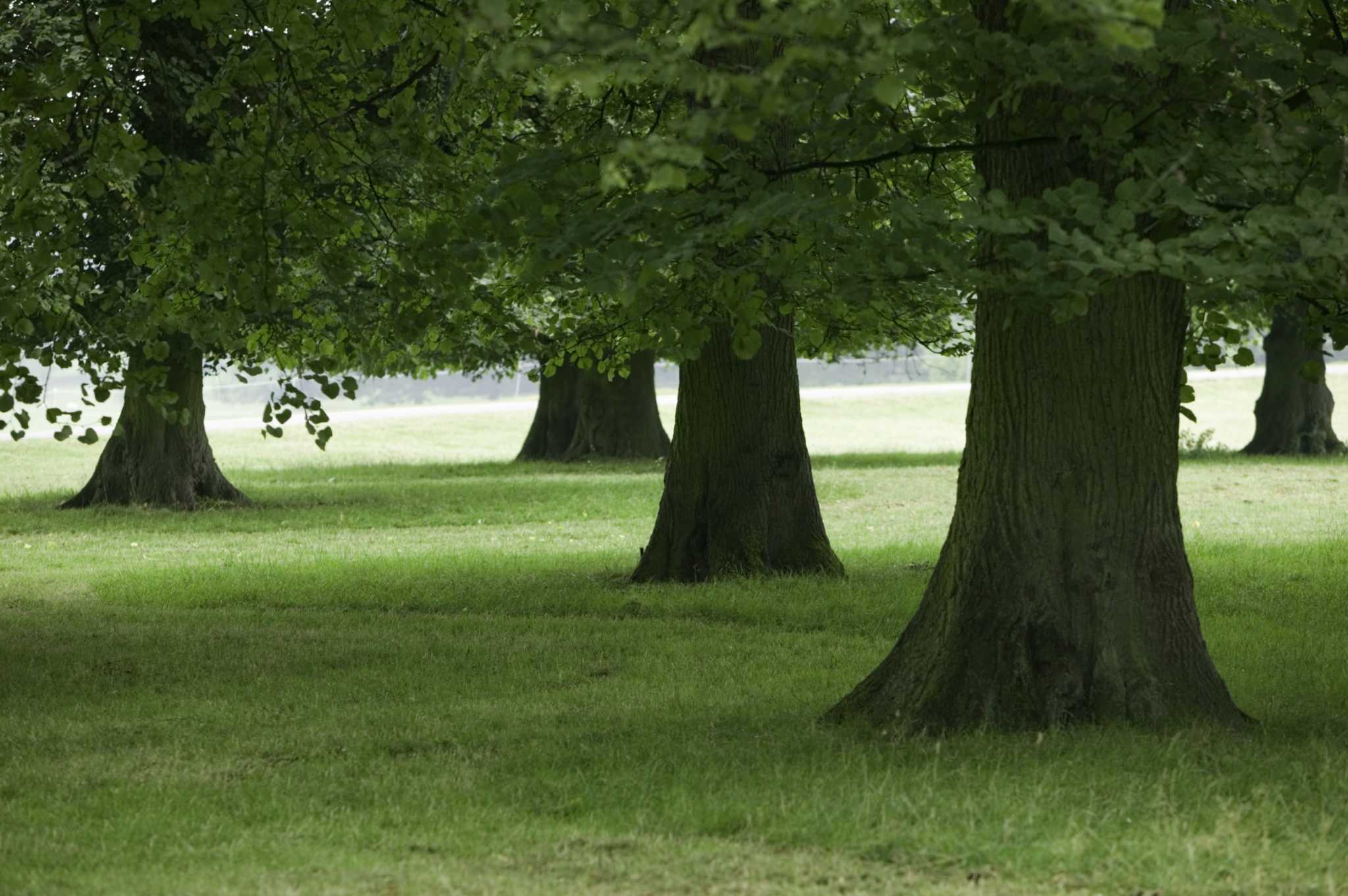 Symptoms Of Root Rot On Oak Trees