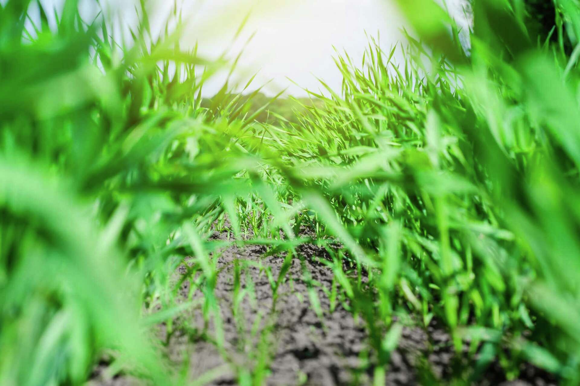 How Much Lime Should I Apply Per Acre of Land?