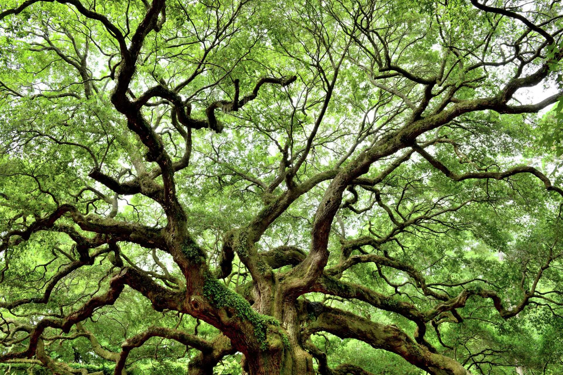 How Much Will a Live Oak Grow in a Year?