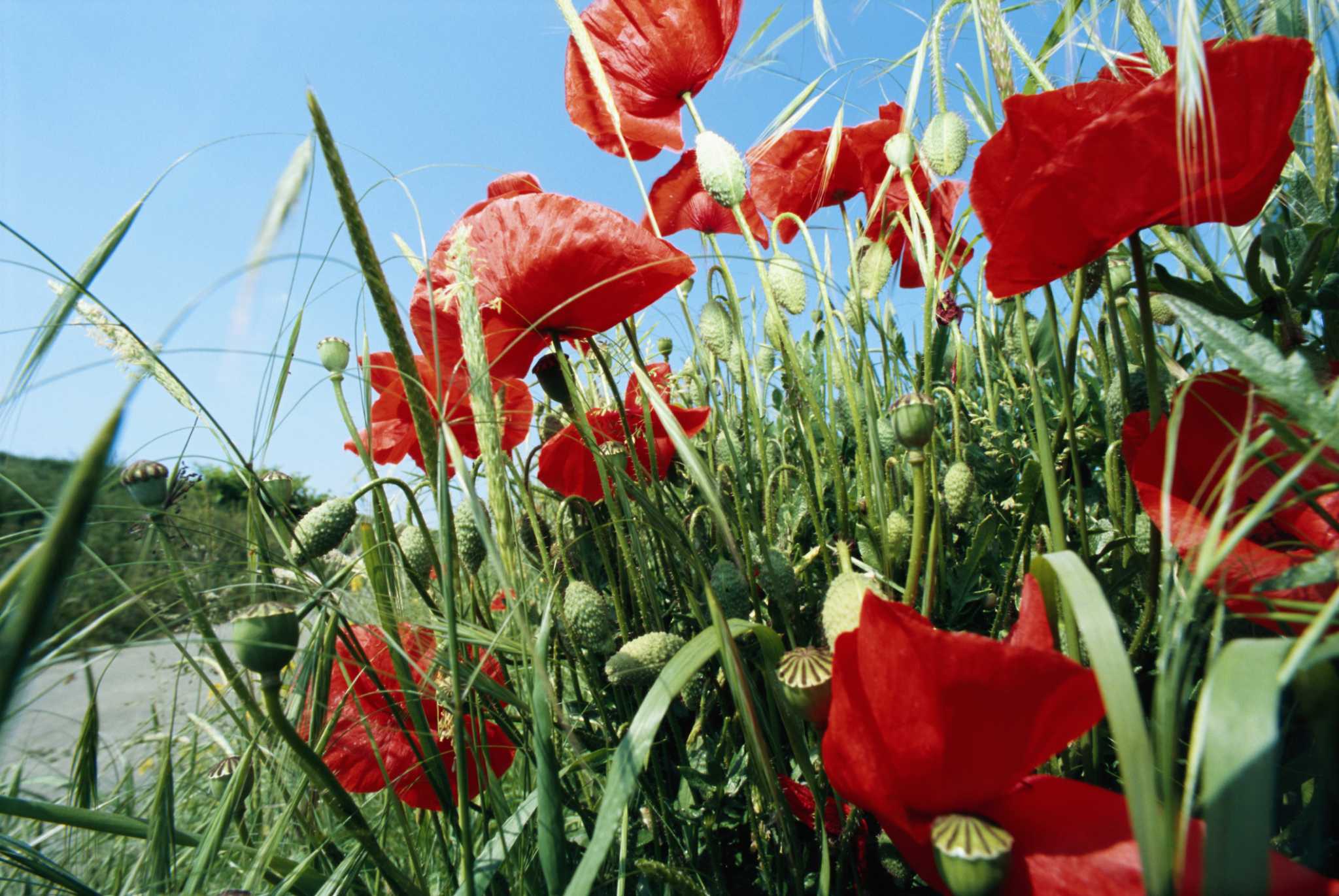 What to Do With Poppy Flowers Come Spring?