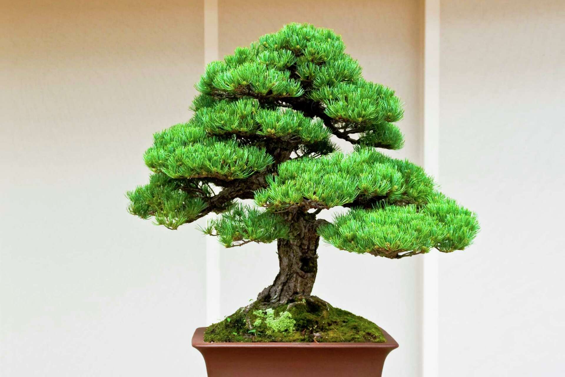 How to Get a Taper on a Formal Upright Bonsai