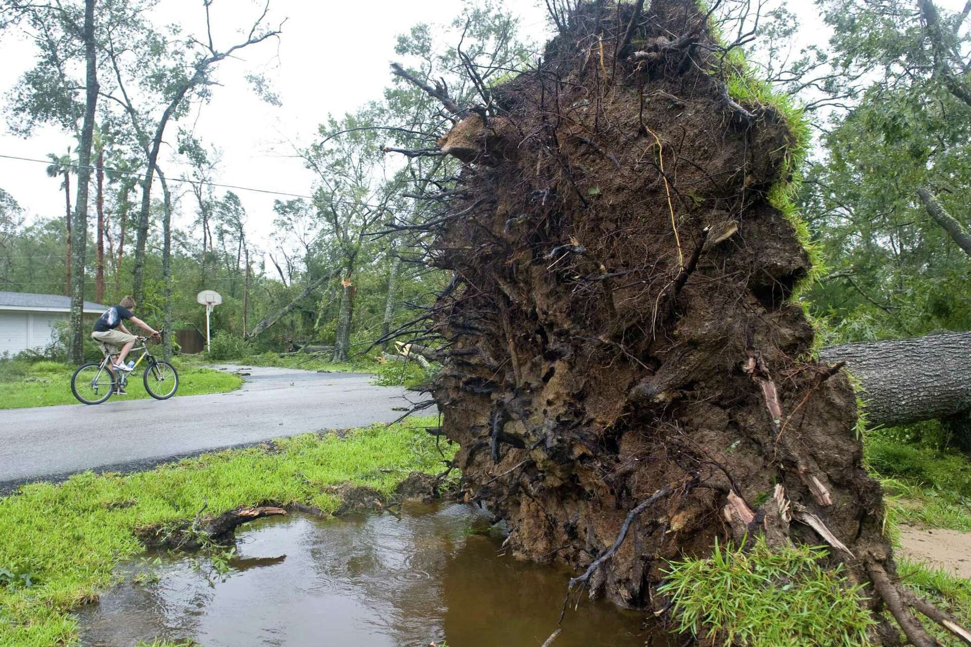 Will a Taproot Grow Back on a Replanted Tree?