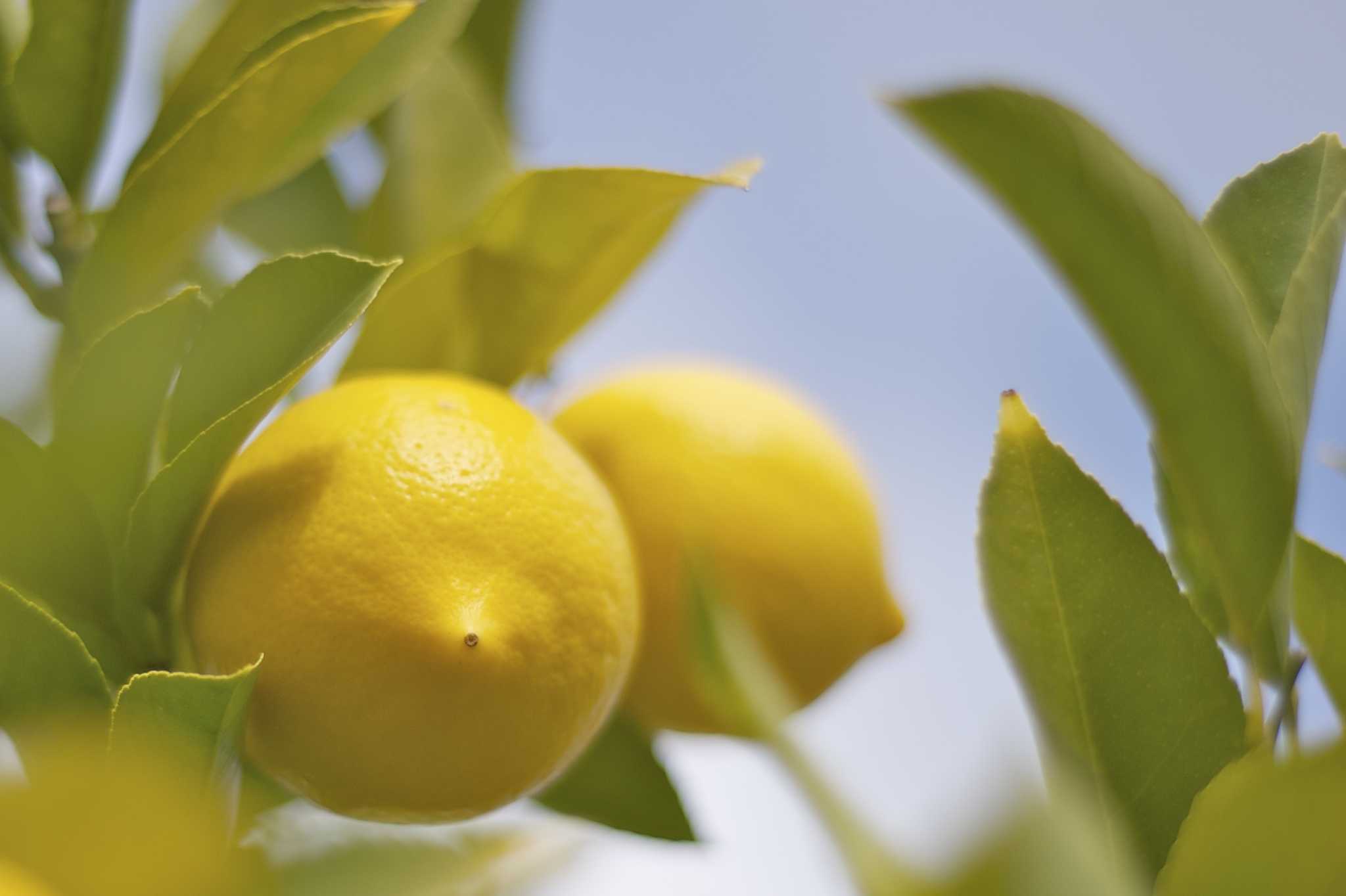 Natural Remedies for Spider Mites on Lemon Trees