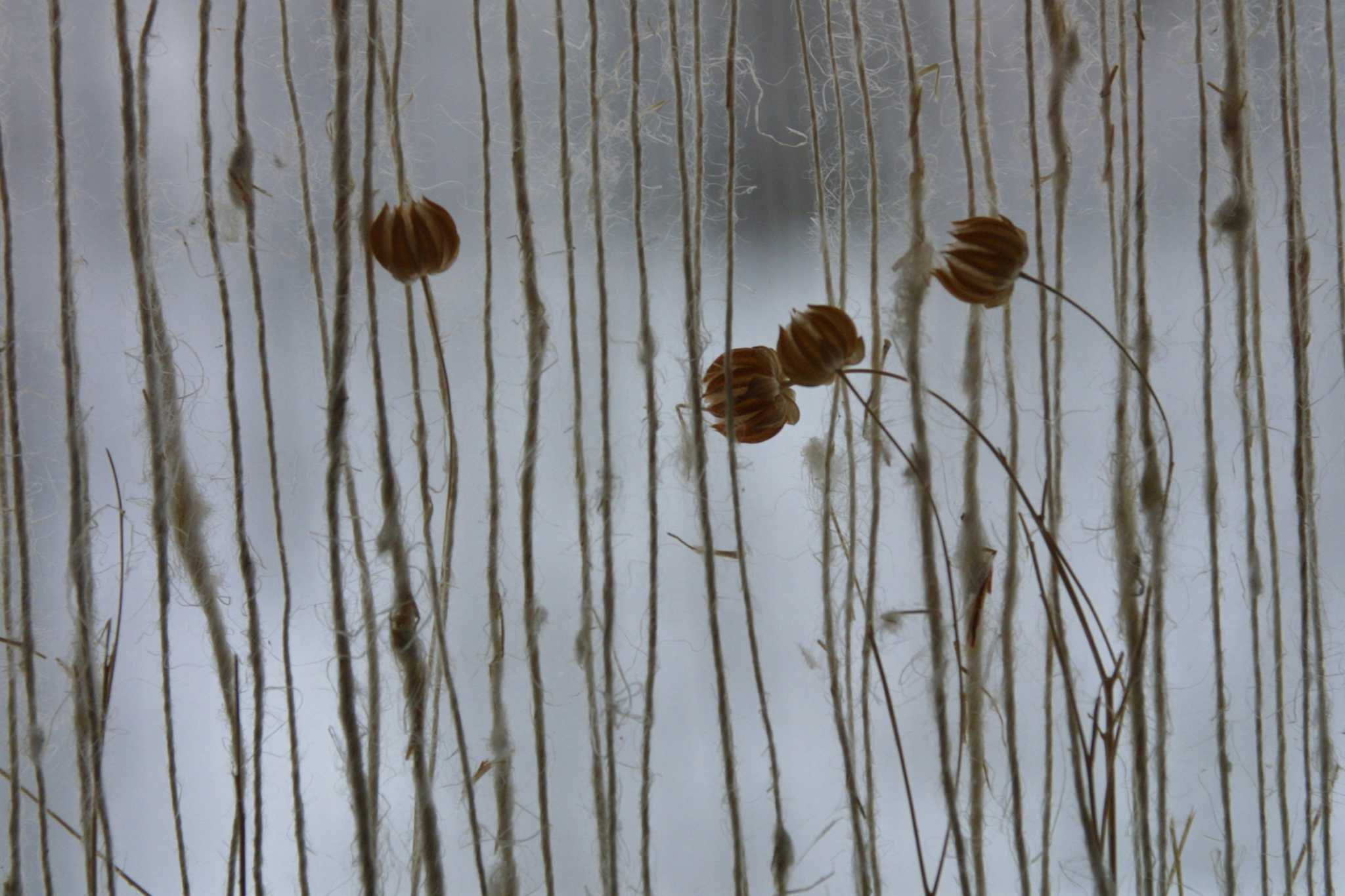 How Much Water Does Flax Need?