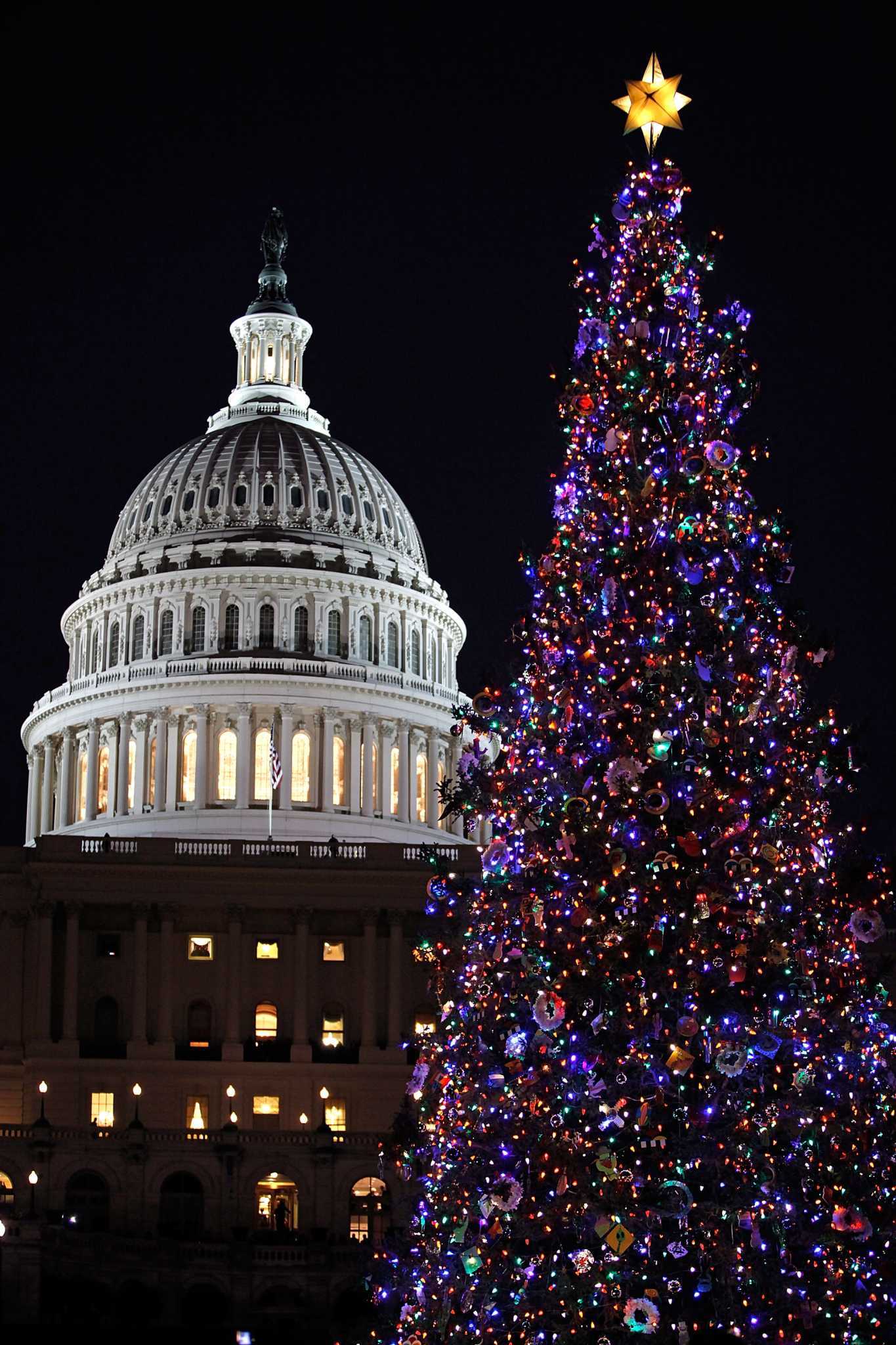 How to Tell If a Blue Spruce Tree Is Sick