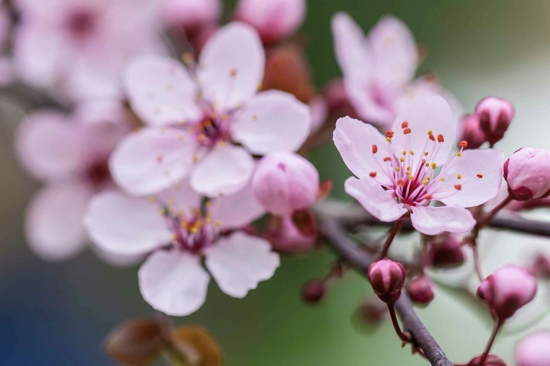 How to Tell If Your Cherry Tree Is Dead?
