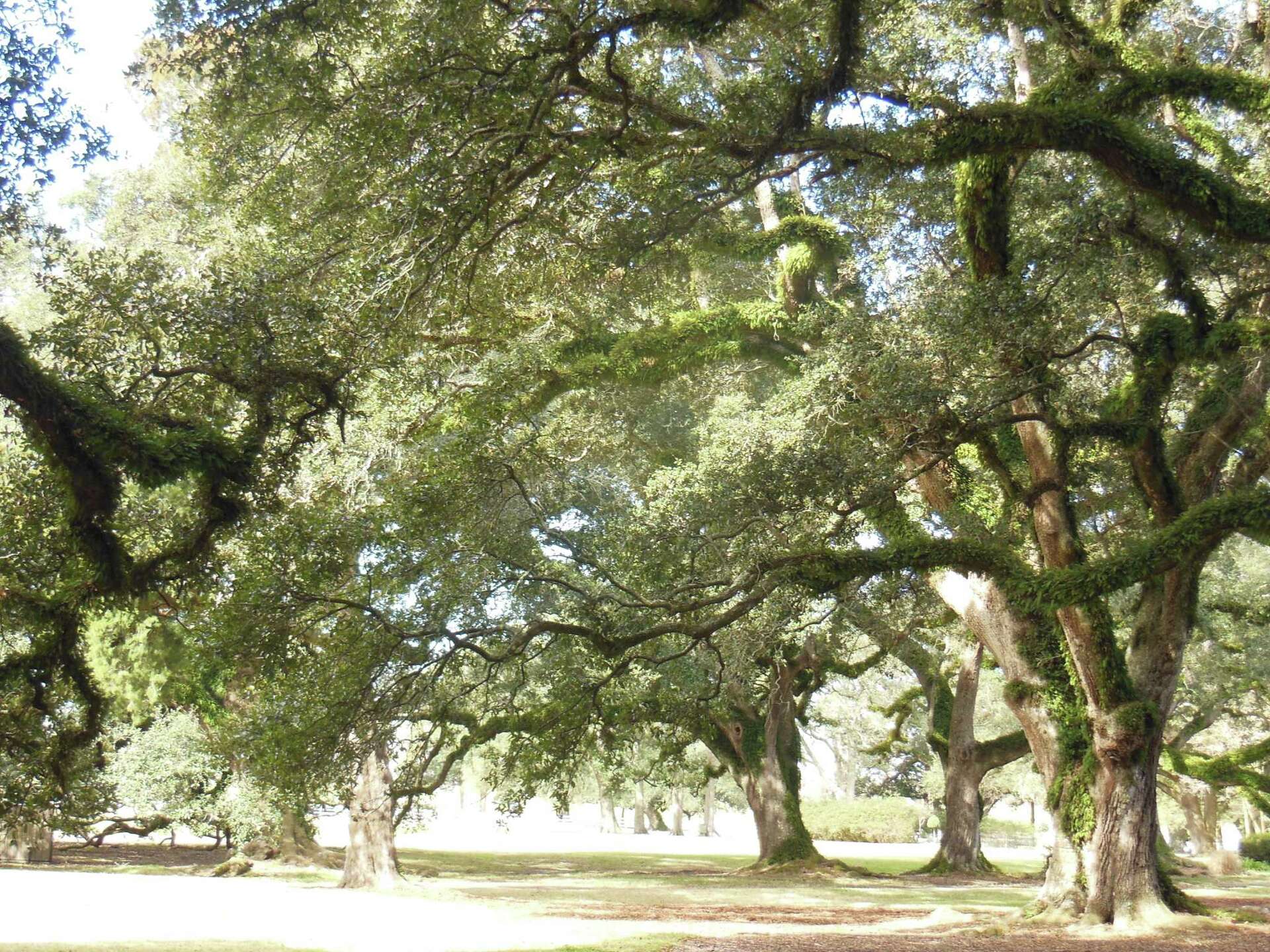 How to Tell the Difference Between a Live Oak & a Water Oak Tree
