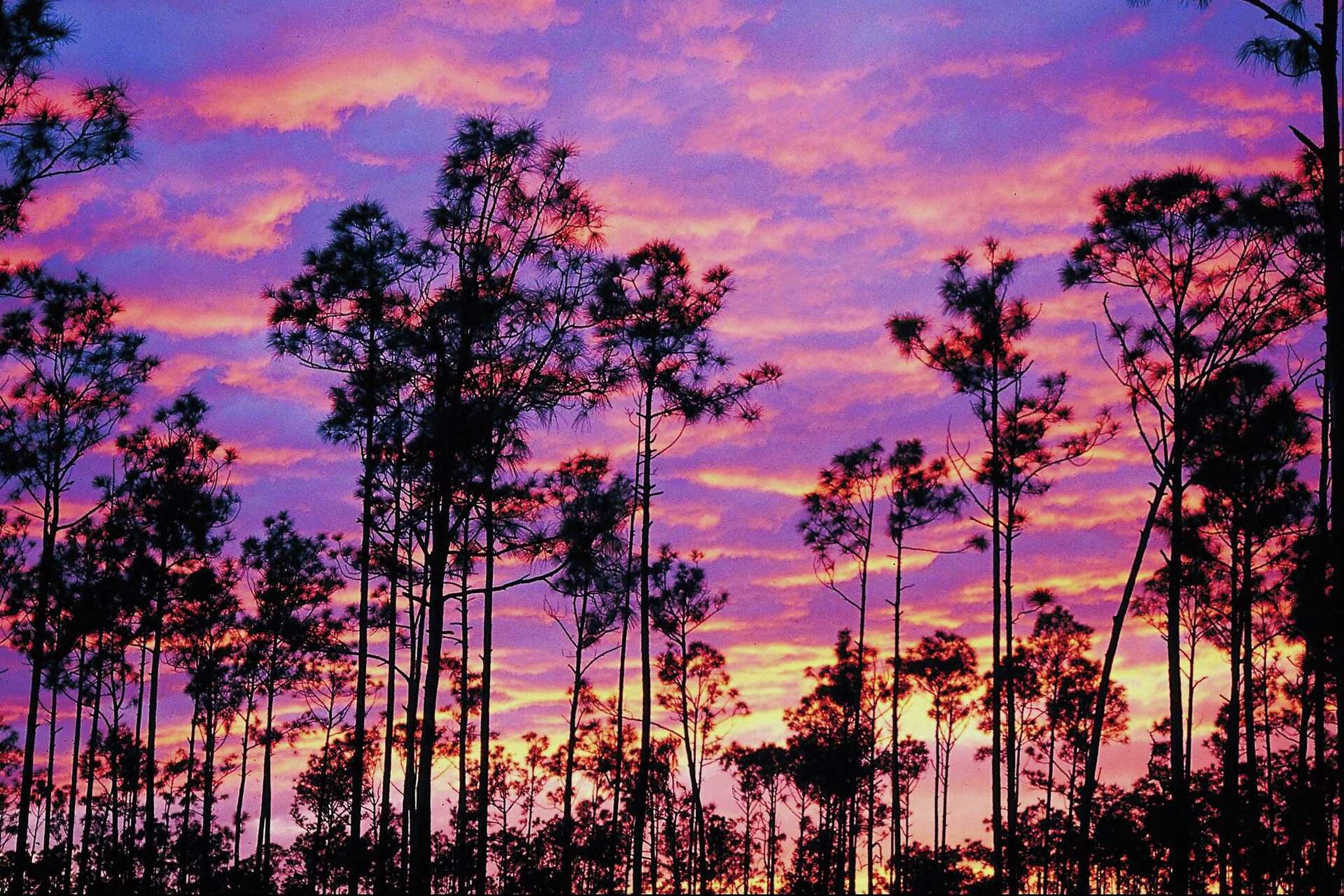 How to Tell the Difference Between a Short & Long Leaf Pine Tree