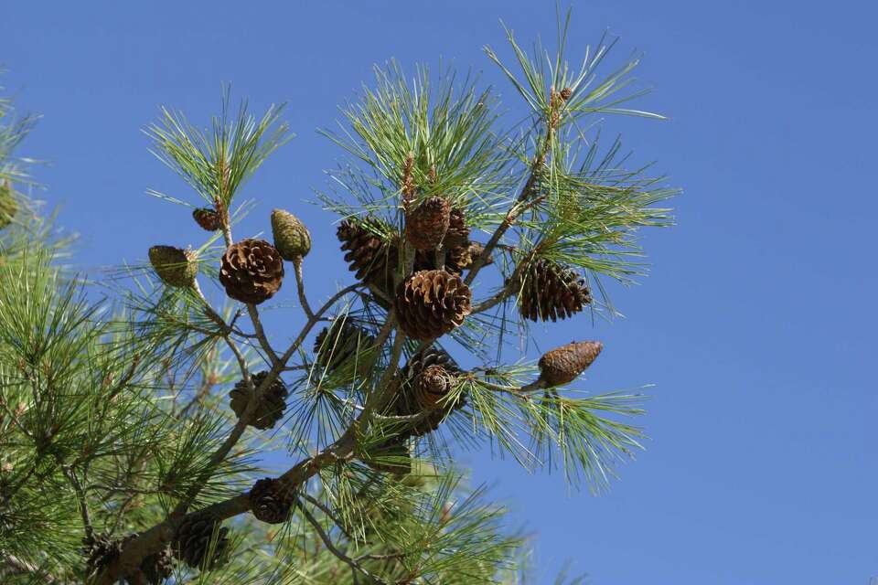 How to Tell the Difference Between a Short & Long Leaf Pine Tree
