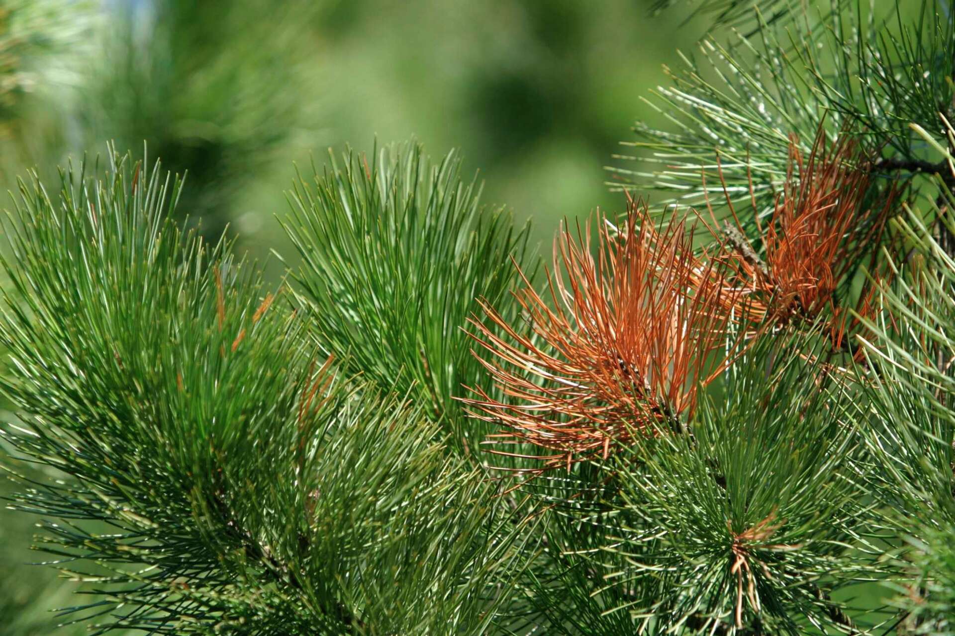 How to Tell If an Evergreen Is Dead?
