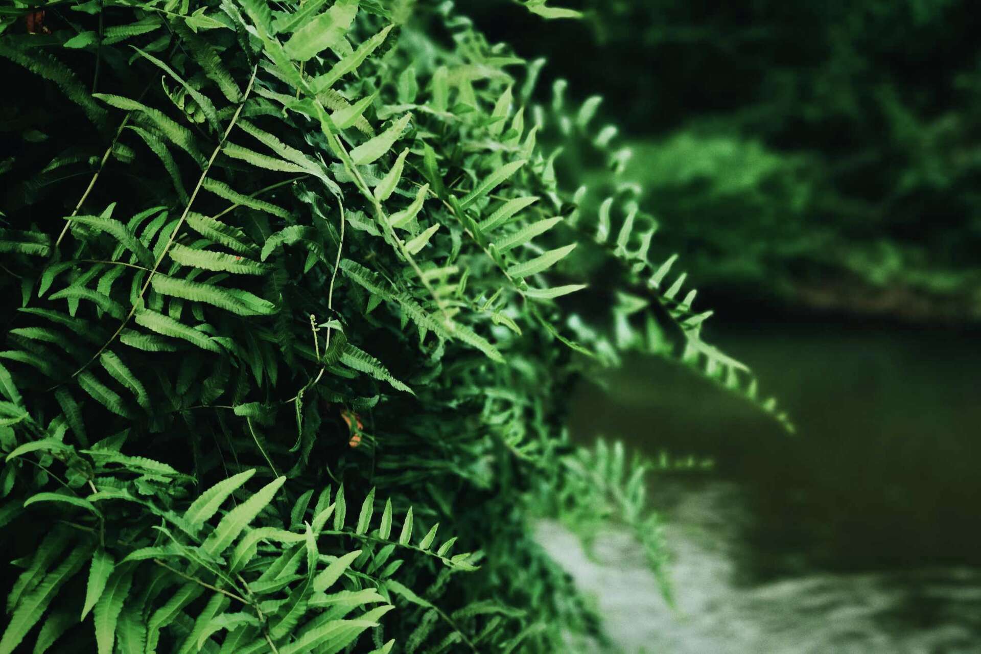 How to Tell if a Fern Is Dead