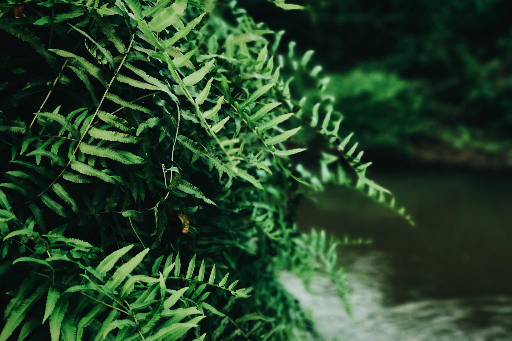 How to Tell if a Fern Is Dead