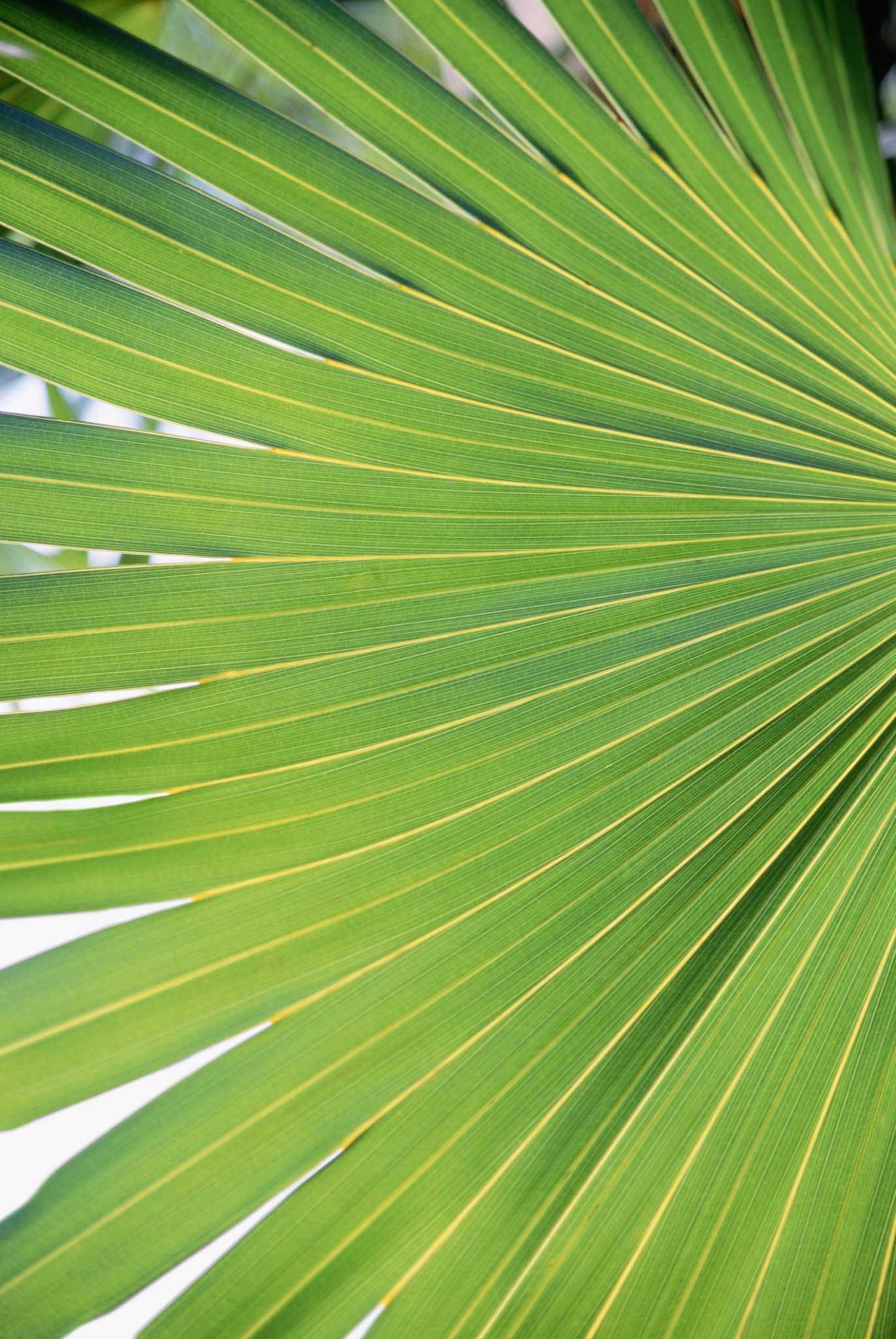 How to Plant a Palmetto Tree