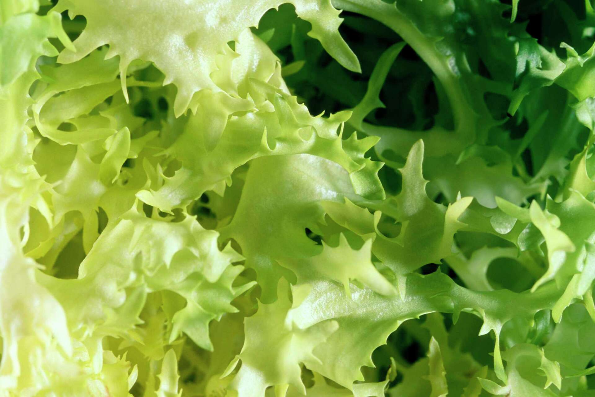 Names of Curly Lettuce