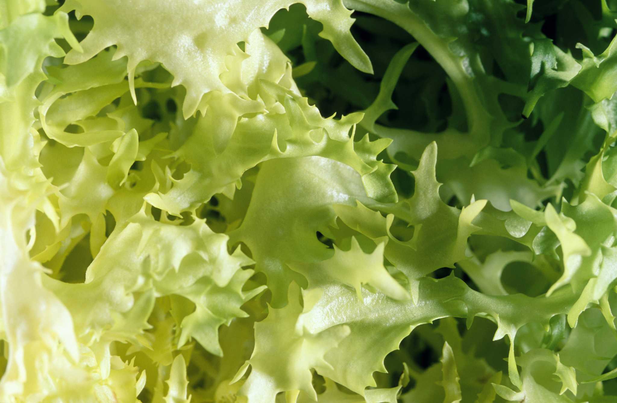 Names of Curly Lettuce