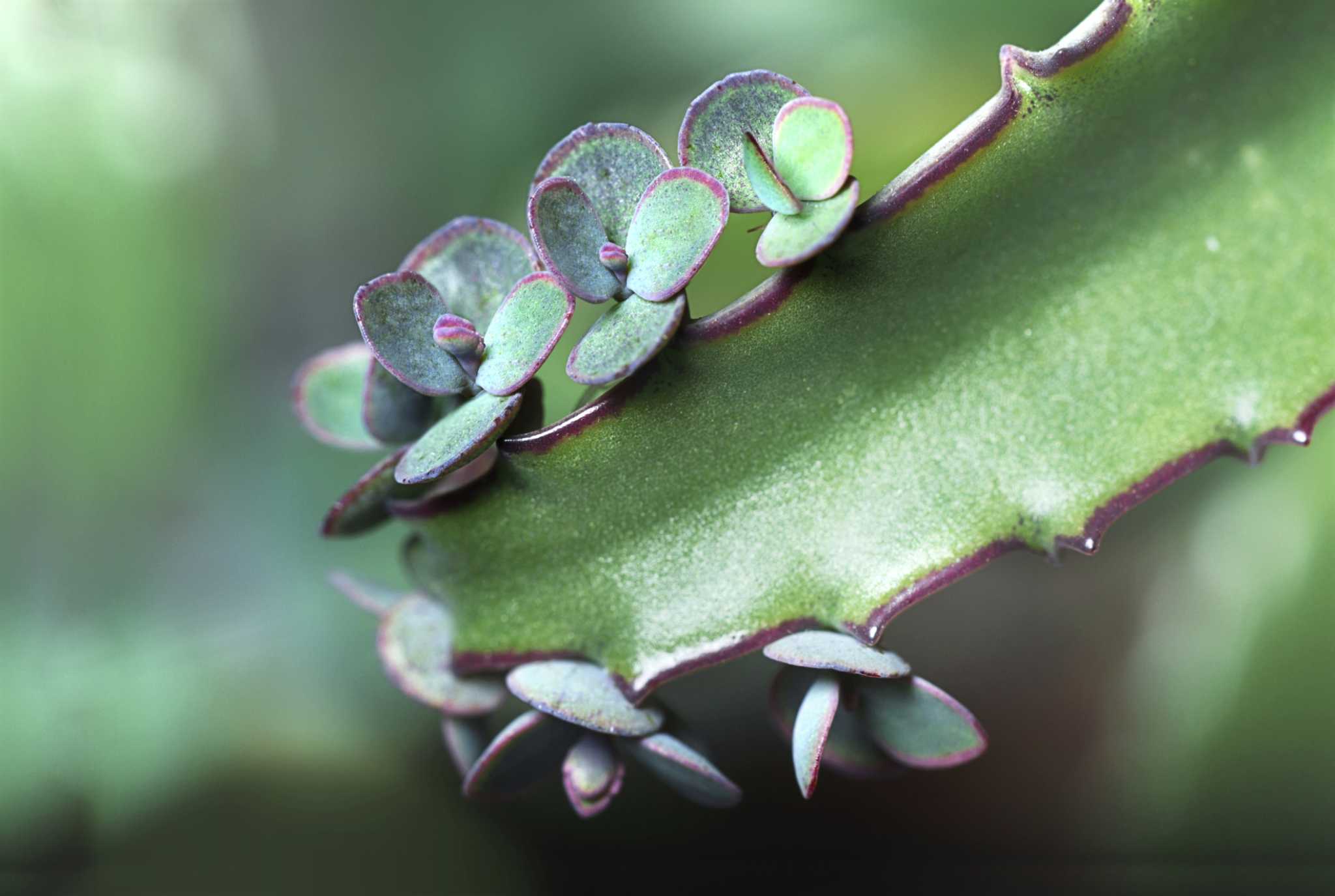 What Is the Name of a Succulent Plant That Makes Tiny Baby Plants on ...