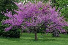 Native Alternatives for Japanese Maple