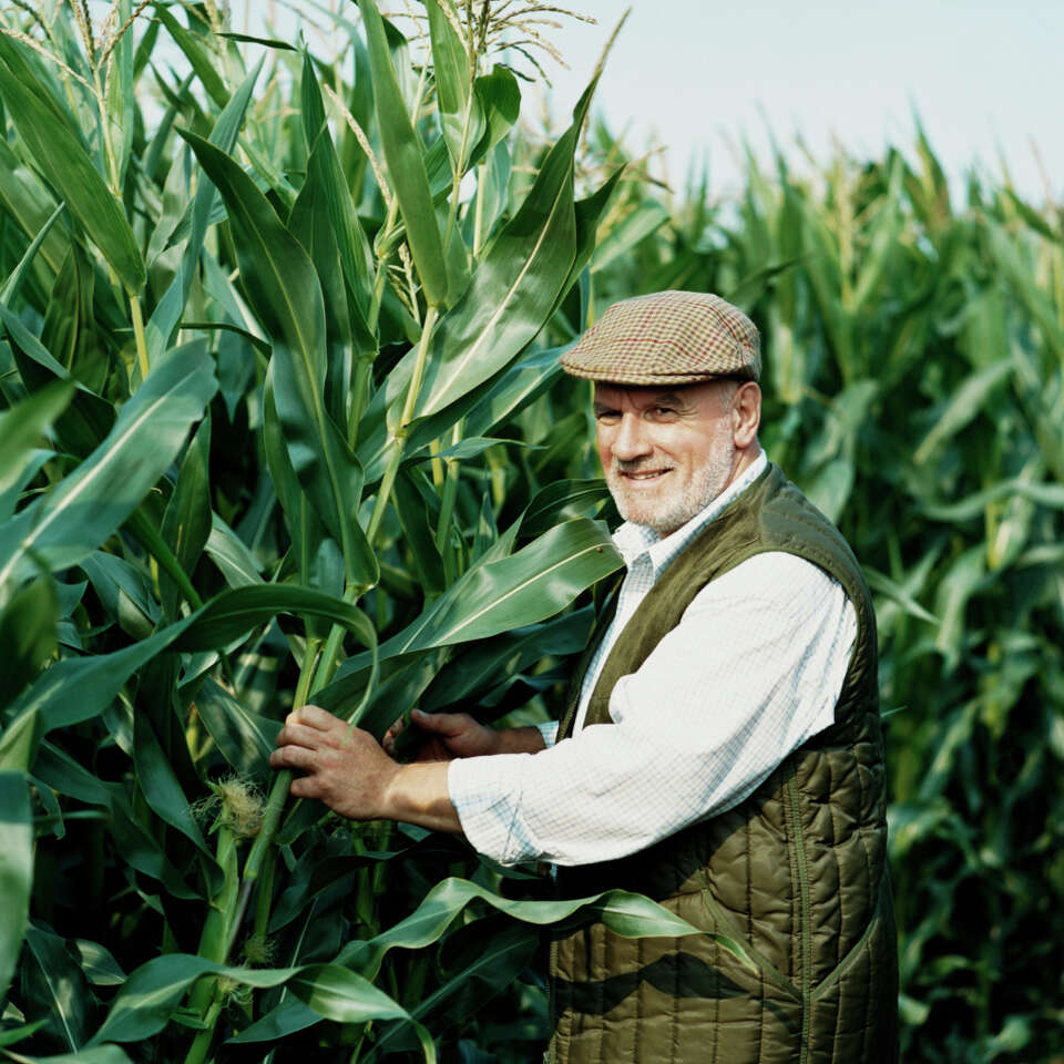 Native American Method for Growing Corn