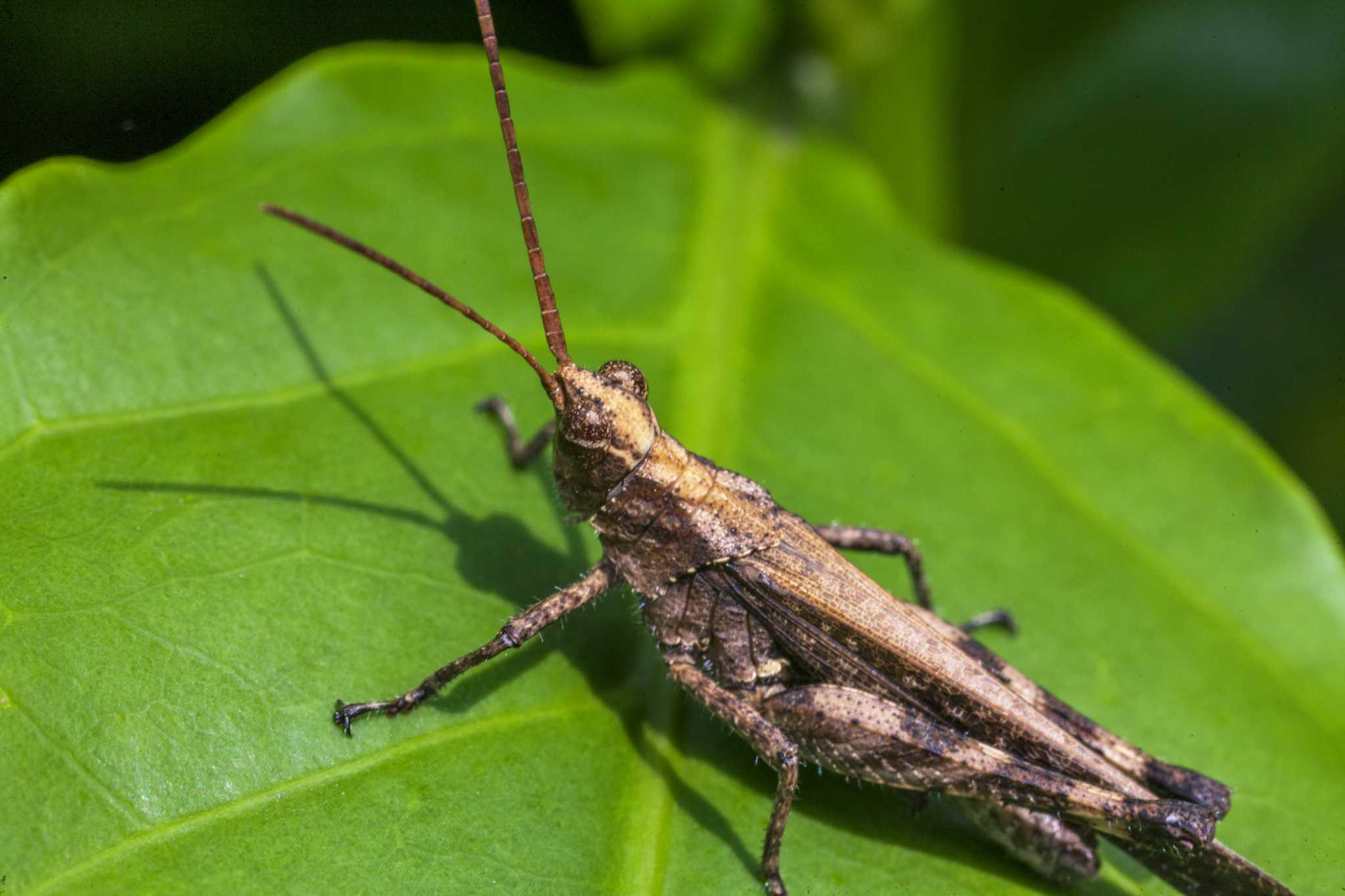 Natural Insect Repellents for Leaf-Eating Insects