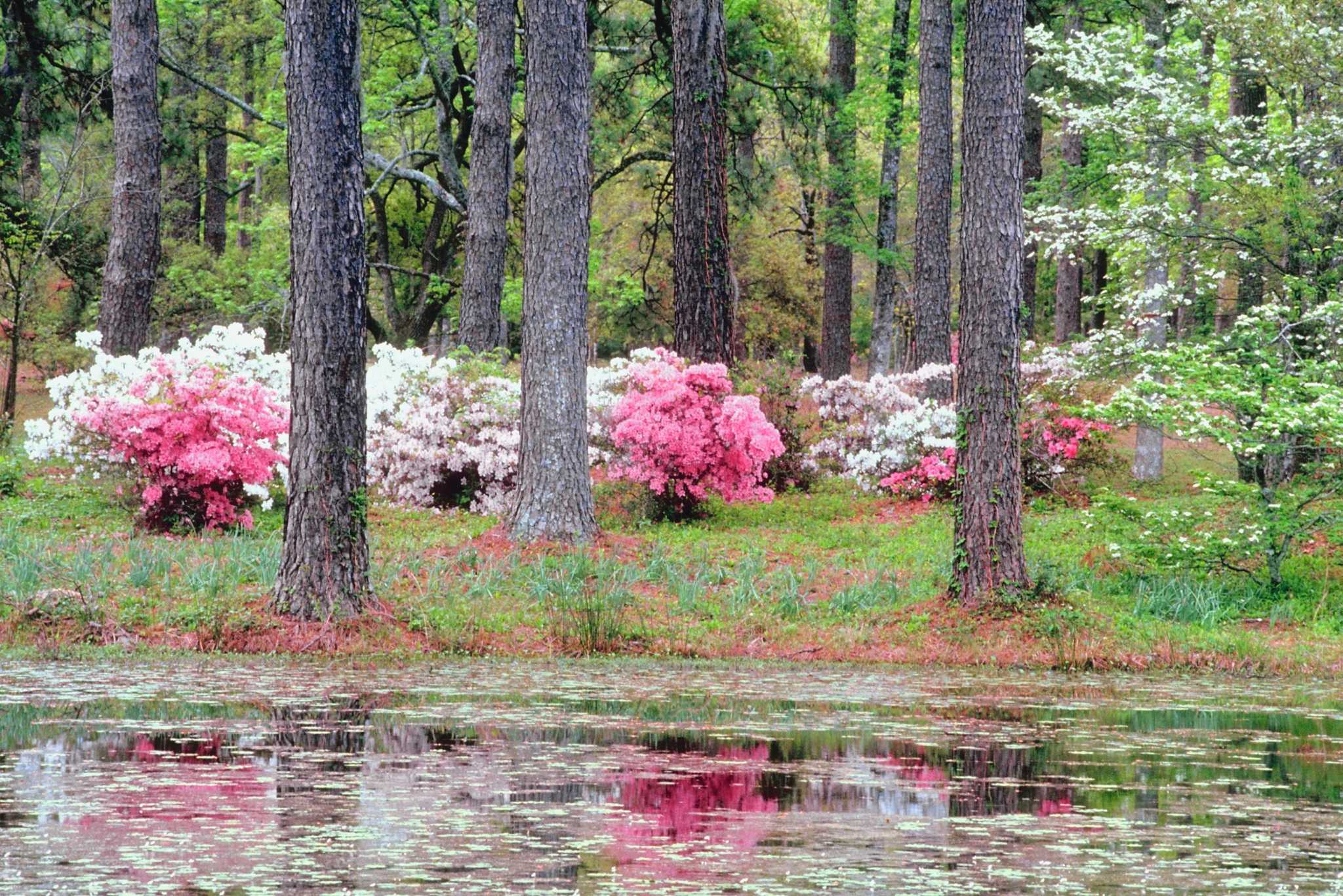 Natural Landscaping Ideas for a Wooded Lot