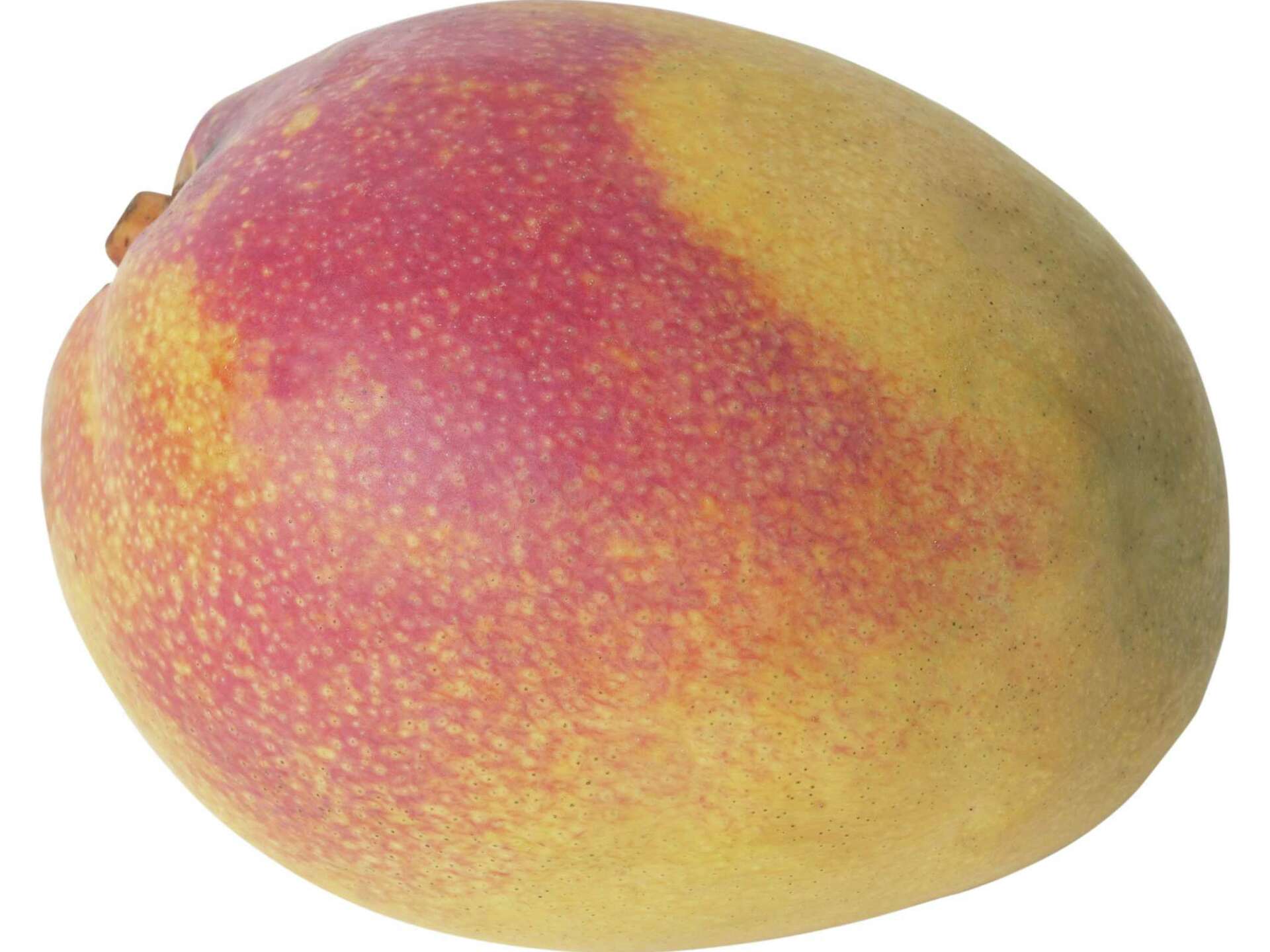 The Best Natural Nutrients for Mango Trees