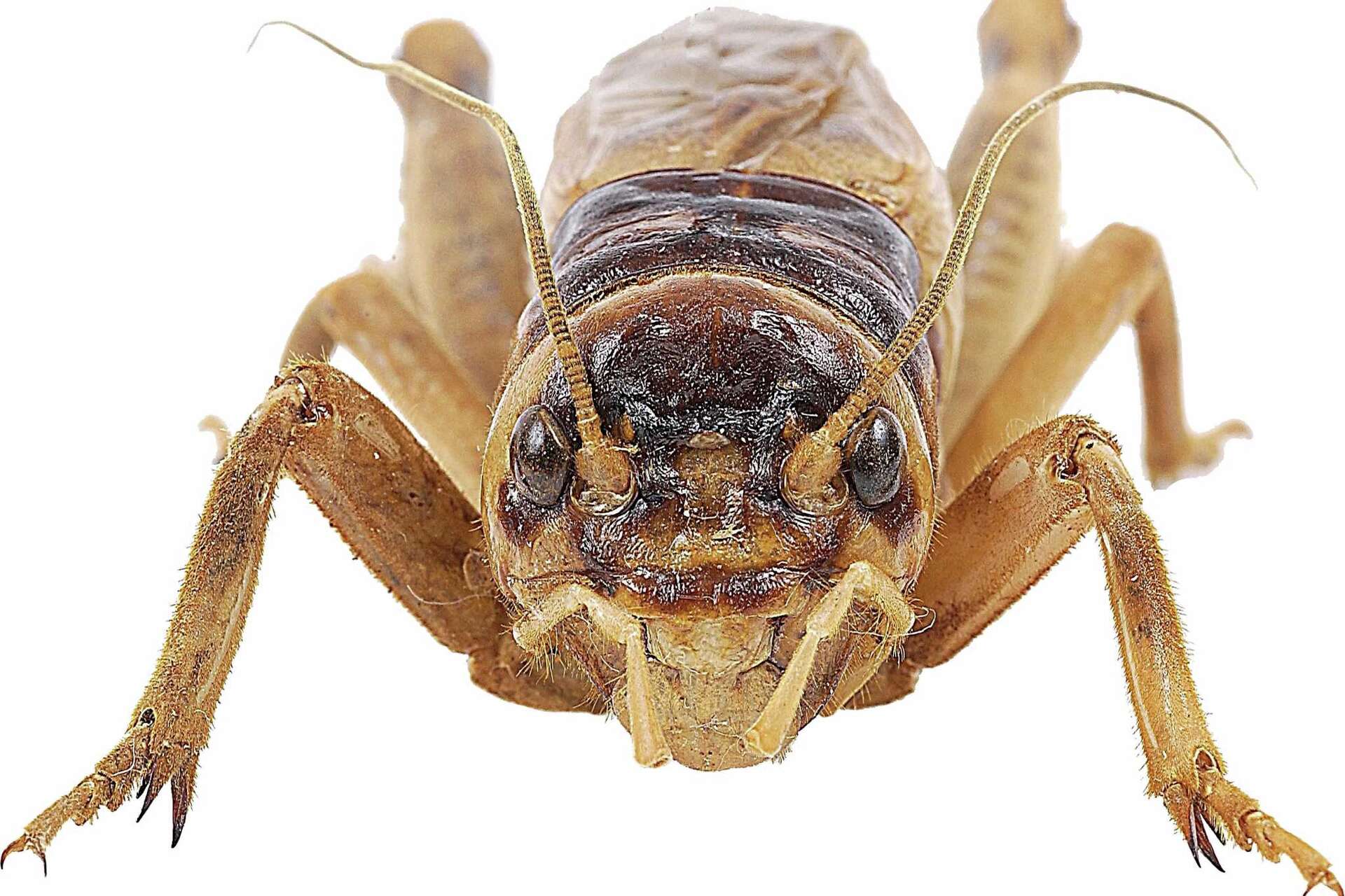 How to Raise Crickets for Organic Fertilizer