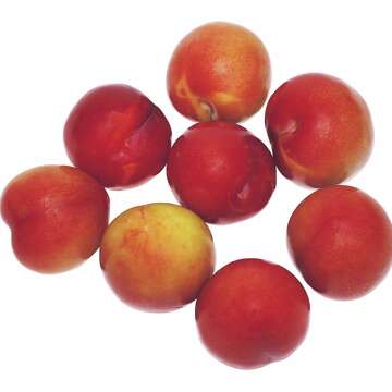 Are Nectarines Self-Pollinating?