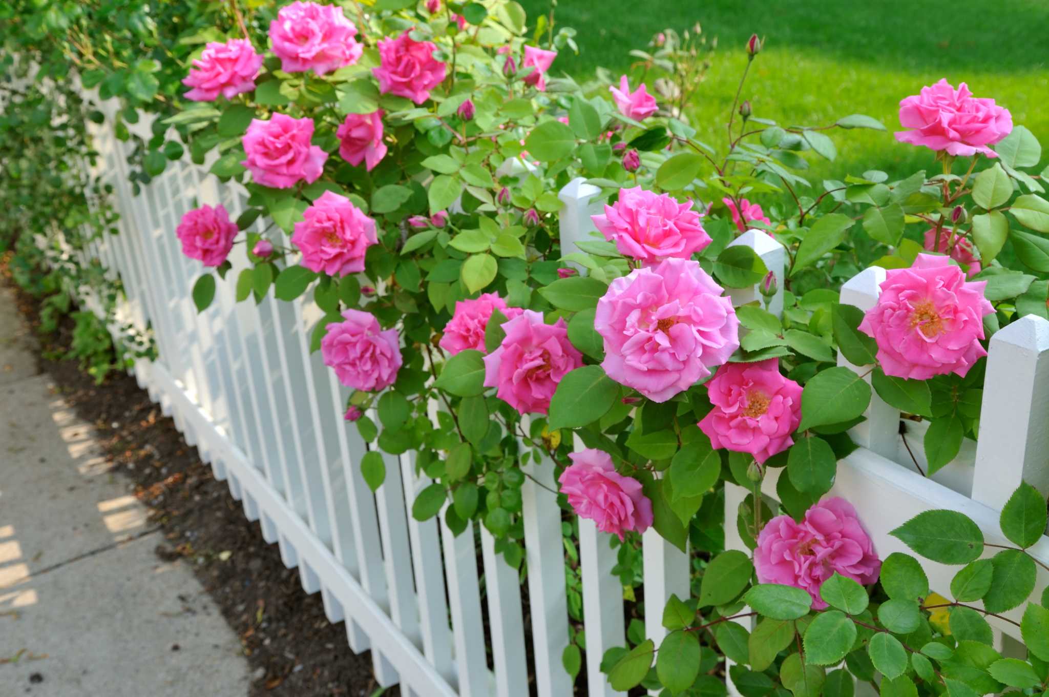 Is There Continuous Blooming With the Climbing Rose?