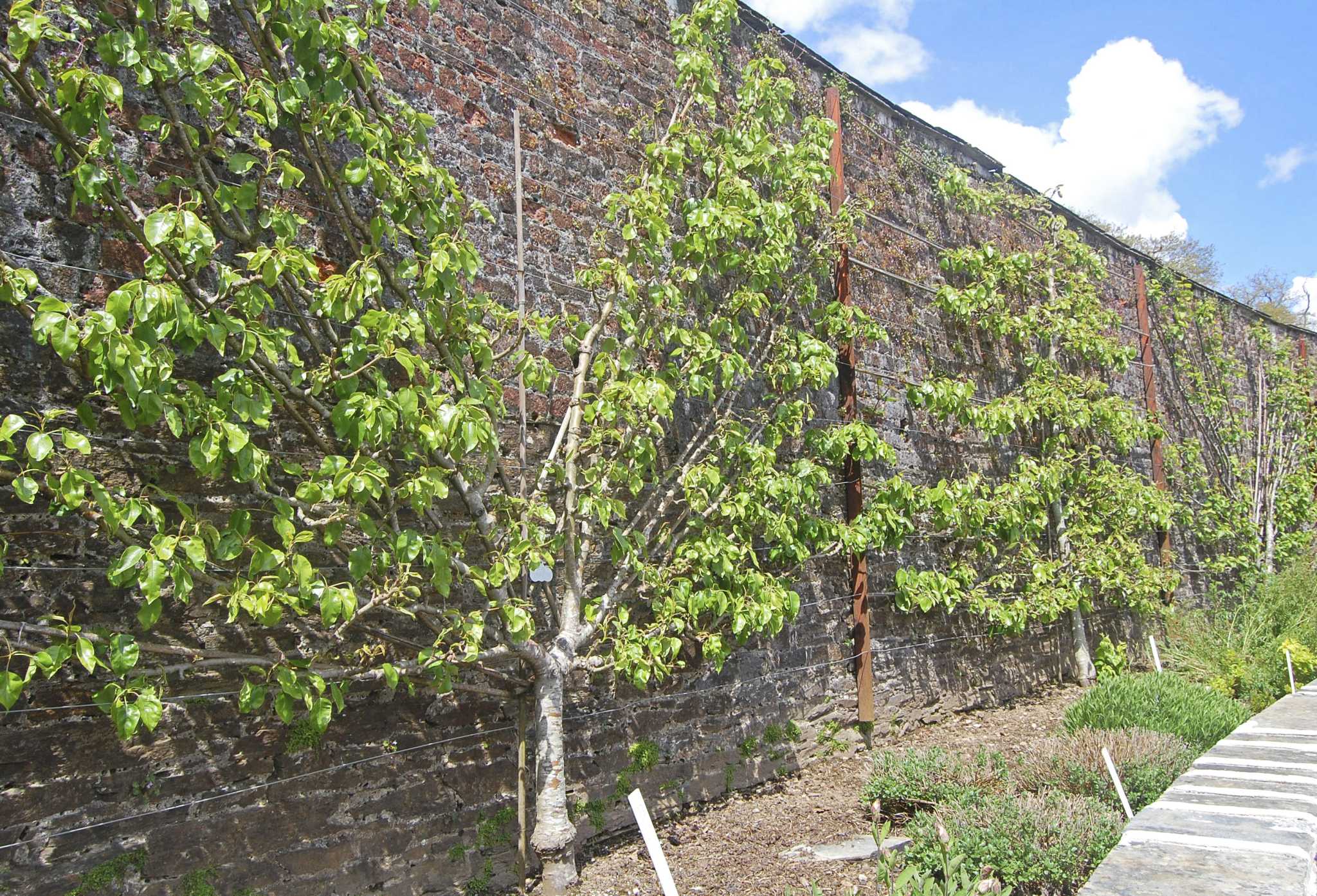 Are There Fruit Trees That Can Grow Flat Against a Wall?