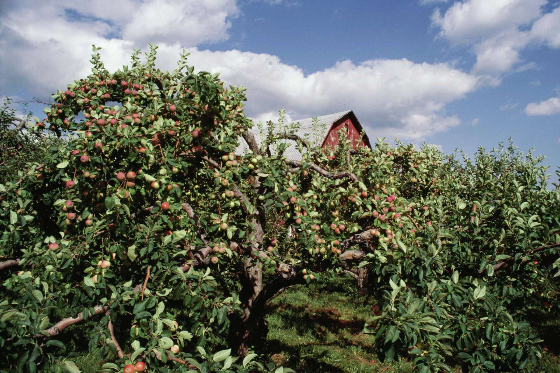 How to Thin Apples on a Tree