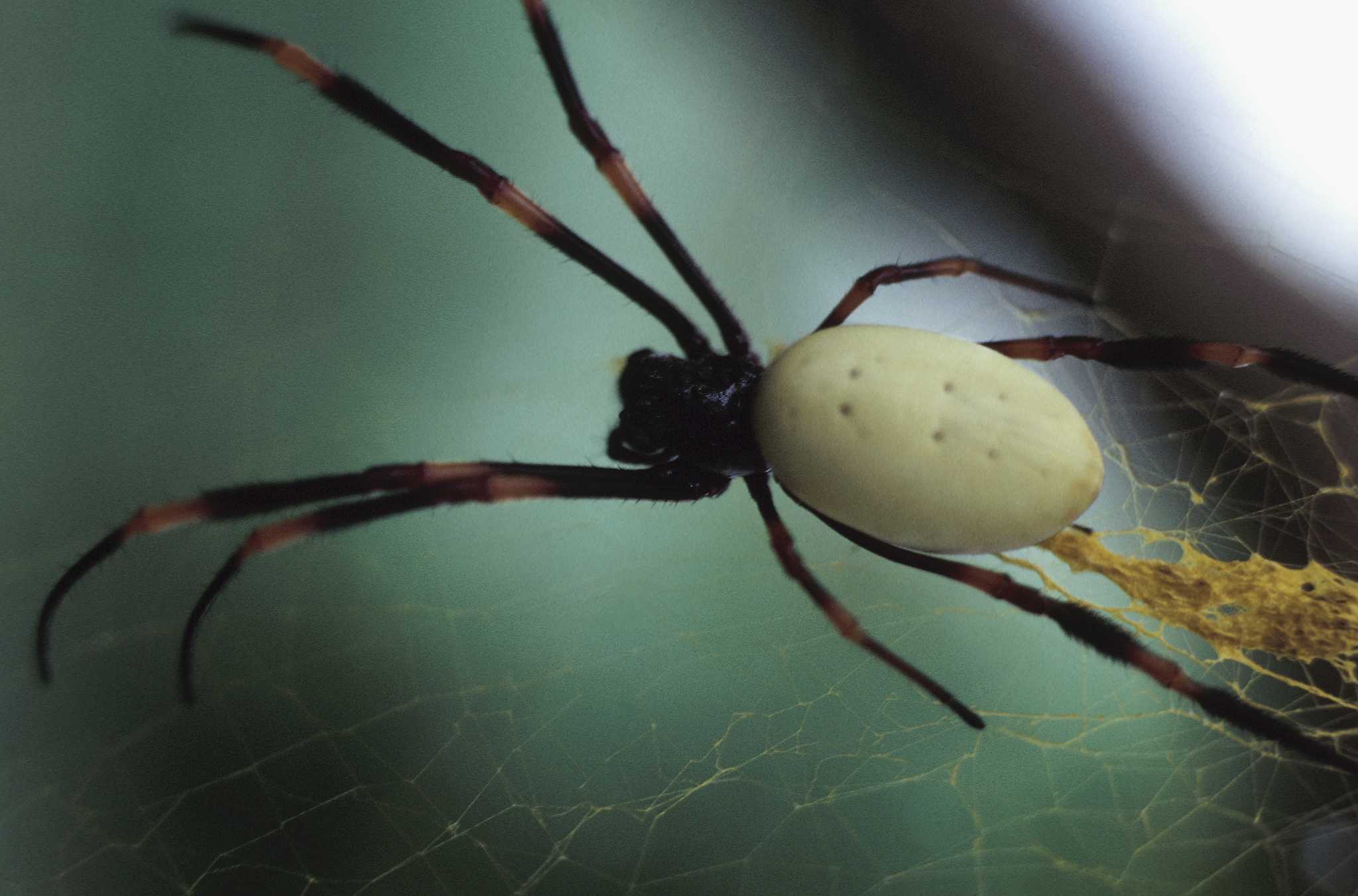 What Is the Best Thing to Mix Up to Spray for Ants & Spiders?