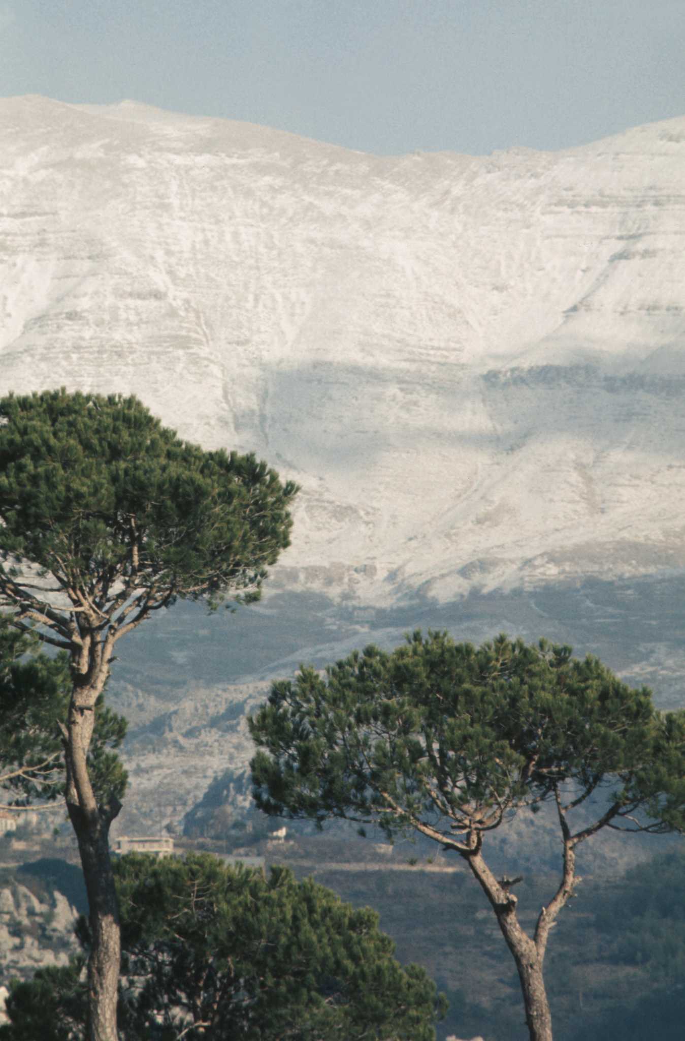 Non-Fruiting Olive Trees