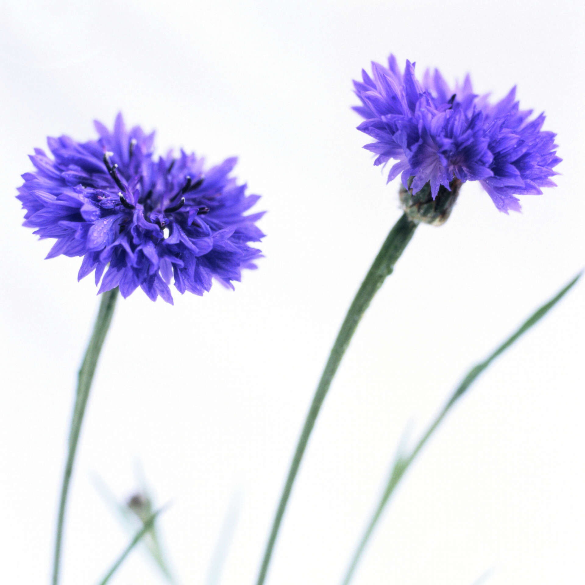 Types of Cornflower